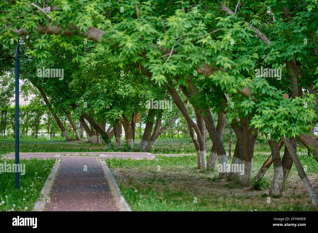 green trees and path in the park Stock Photo - Alamy
