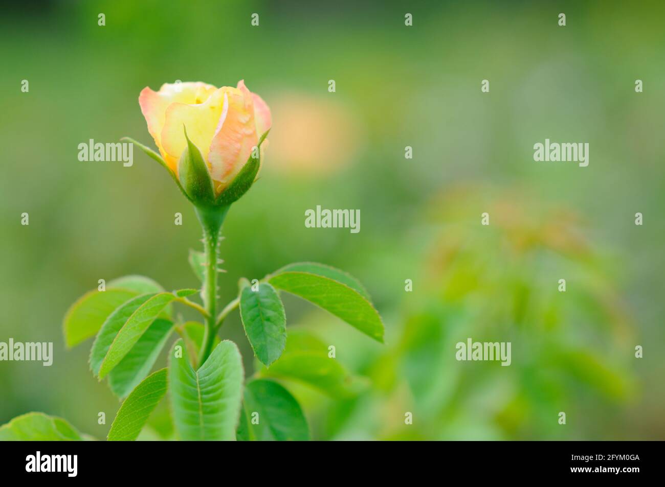 Rose sepal hi-res stock photography and images - Alamy