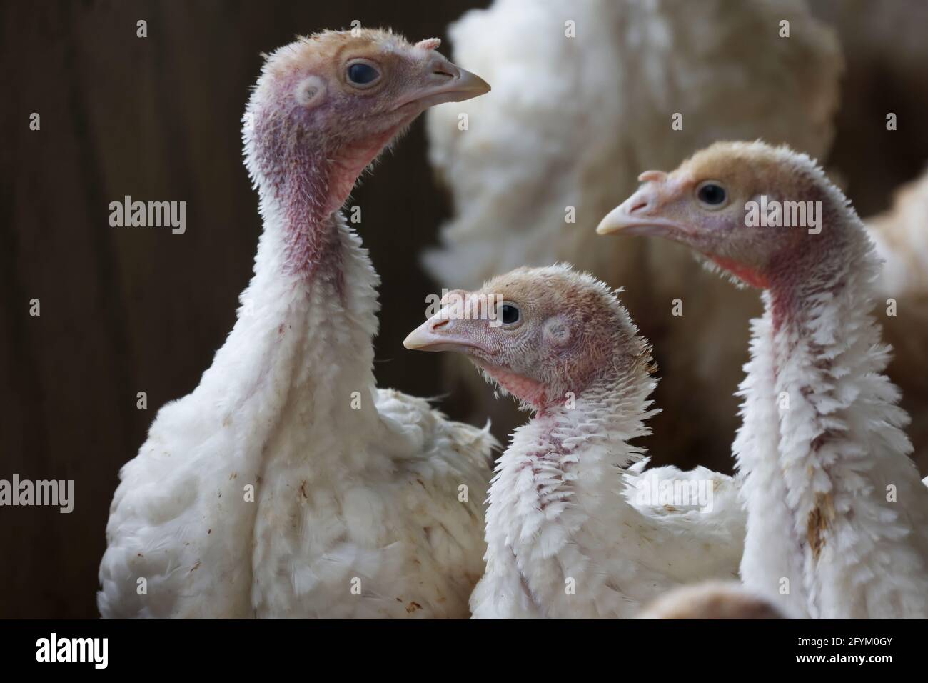 Poultry factory farming hi-res stock photography and images - Alamy
