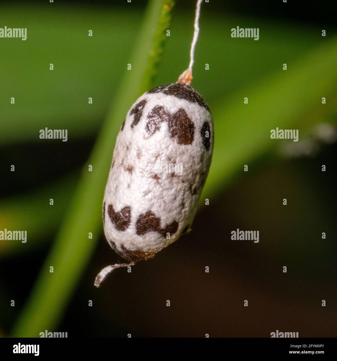 In our Garden - Ichneumon Wasp pupae Stock Photo - Alamy