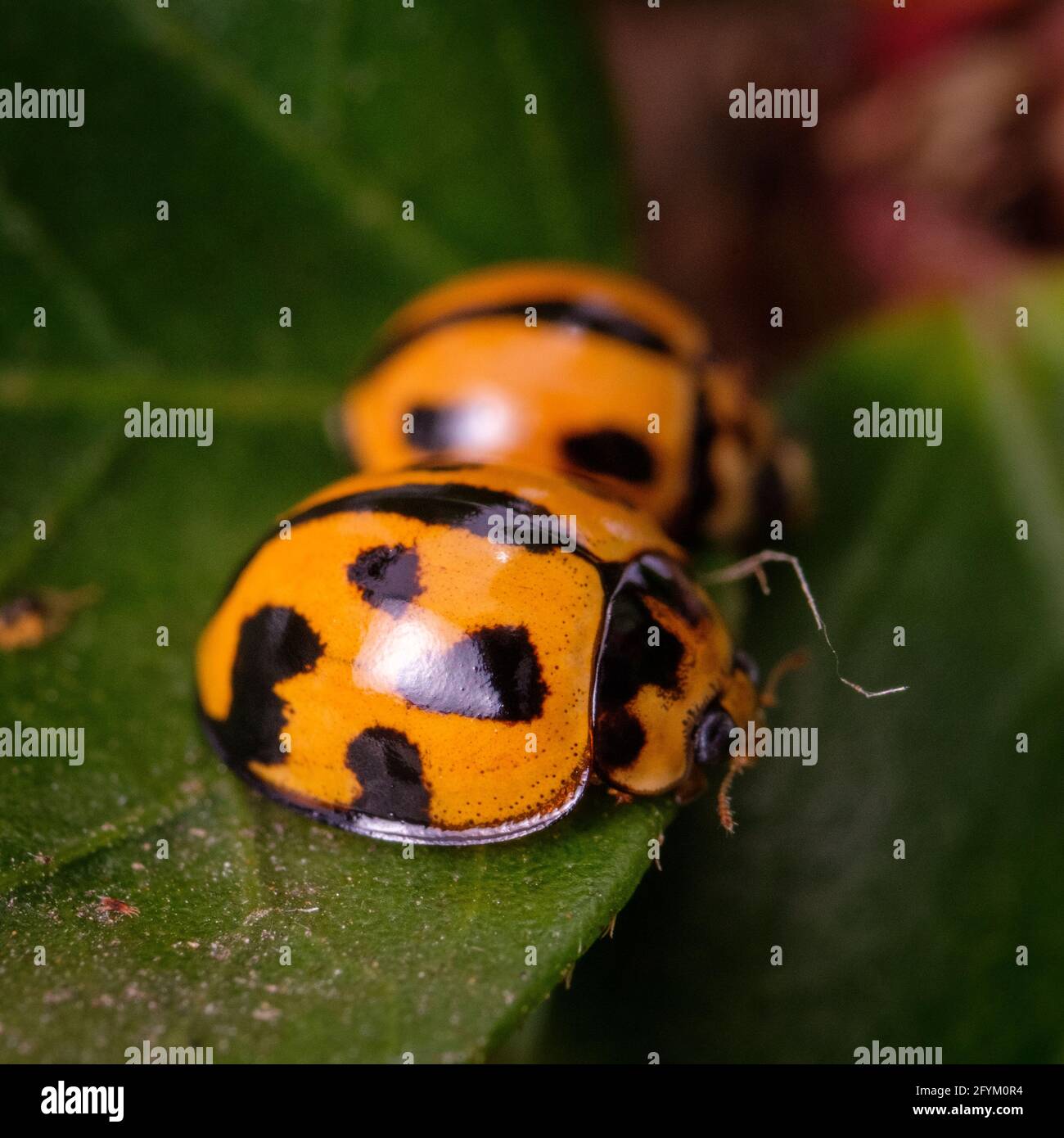 Australian ladybird hi-res stock photography and images - Alamy