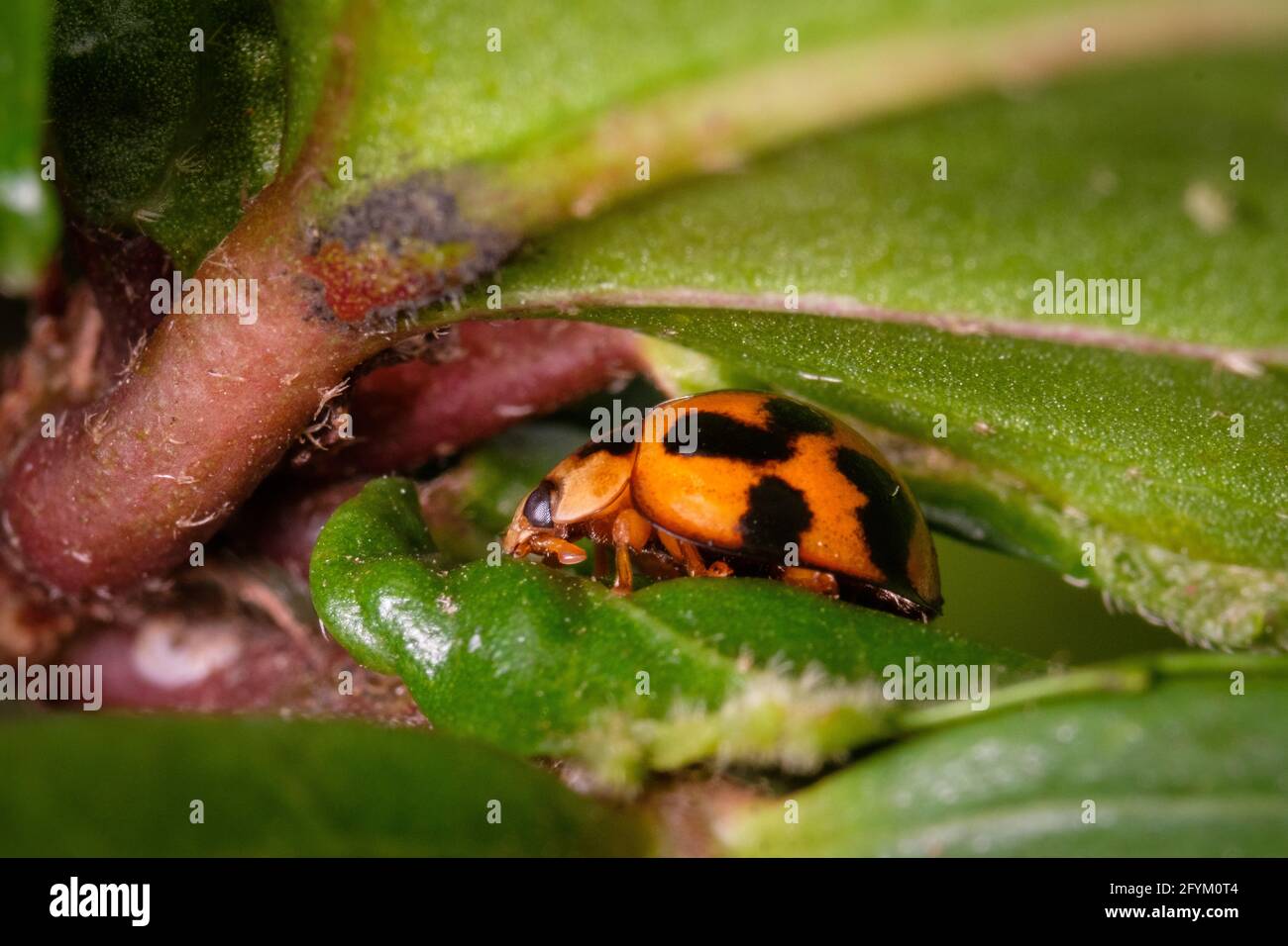 Australian ladybird hi-res stock photography and images - Alamy