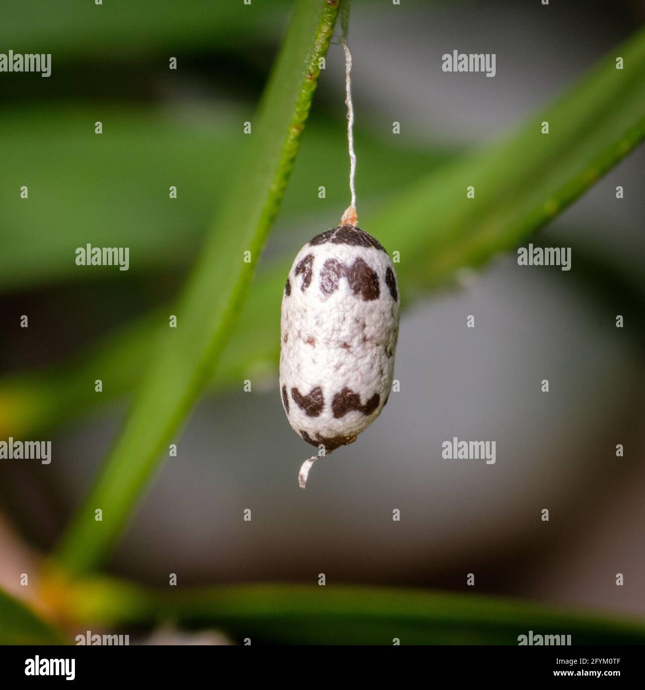 In our Garden - Ichneumon Wasp pupae Stock Photo - Alamy