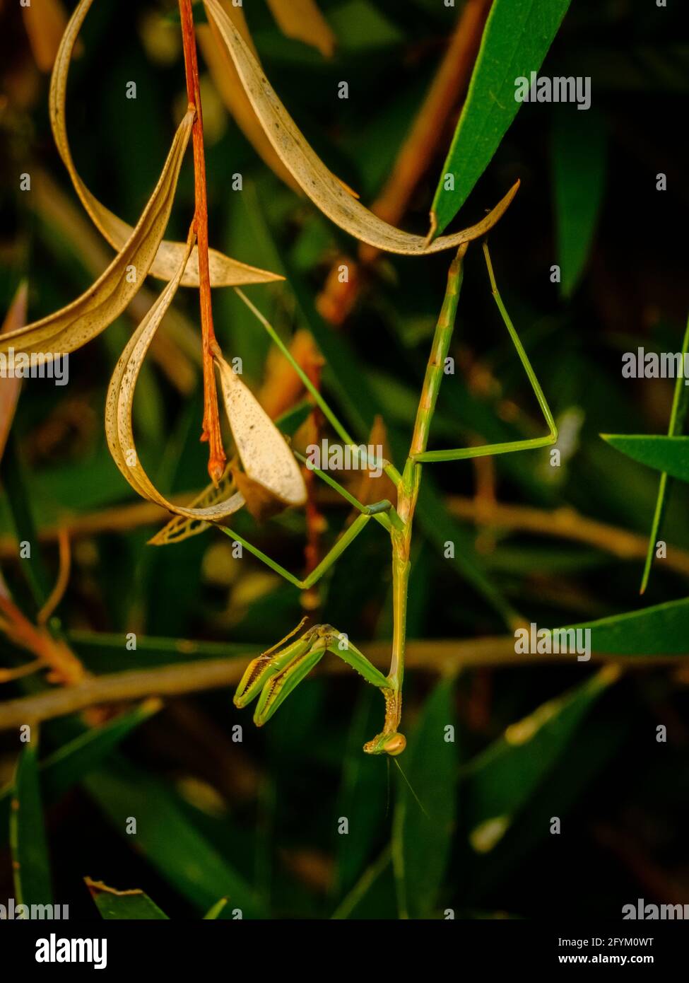 Australian mantis hi-res stock photography and images - Alamy