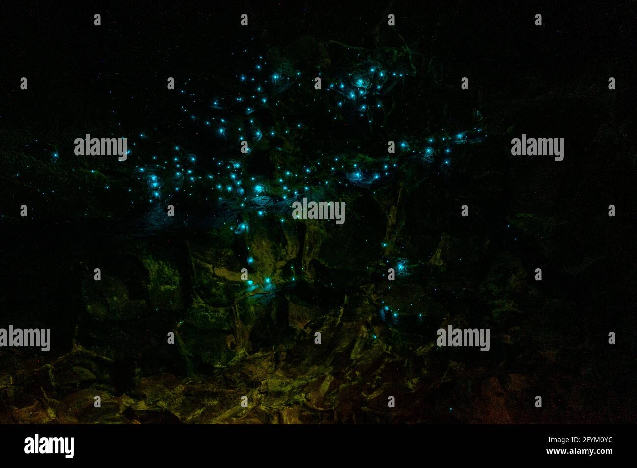 Glowworms - Natural Bridge, Springbrook National Park Stock Photo - Alamy