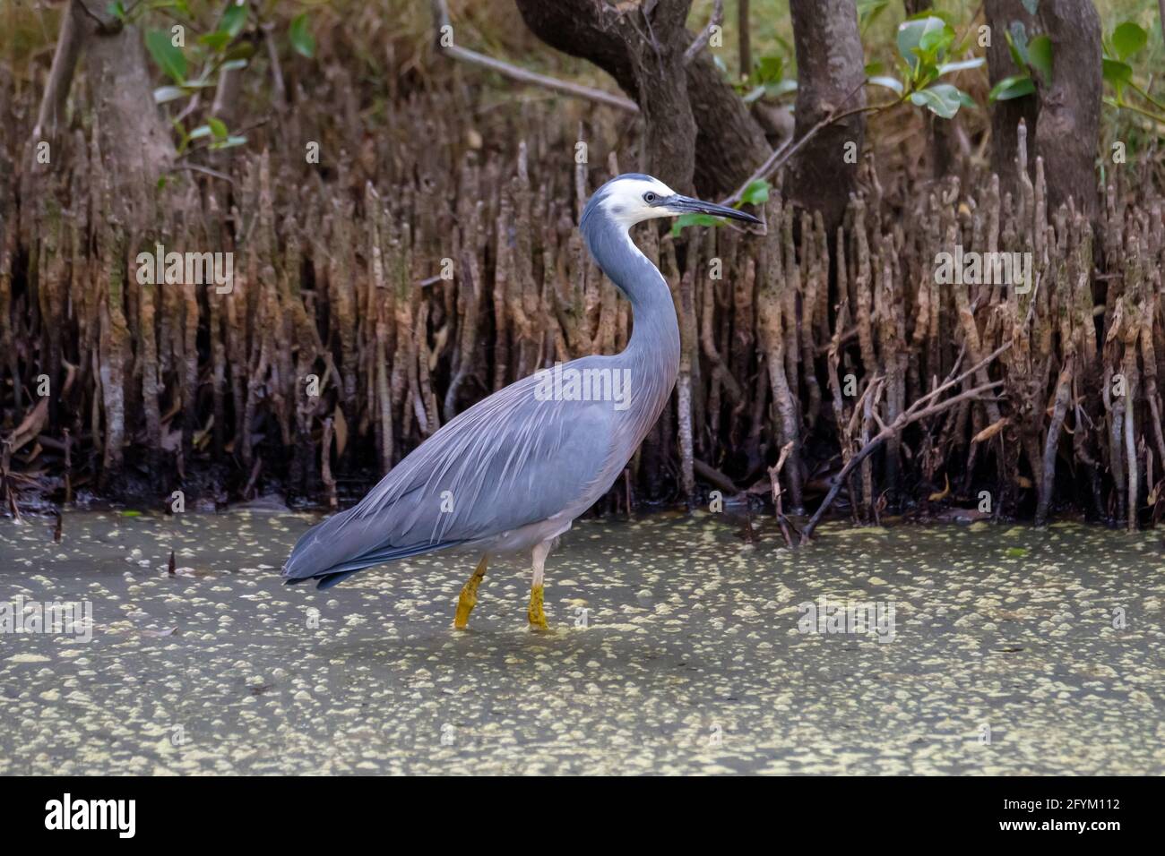 Nudgee beach hi-res stock photography and images - Alamy