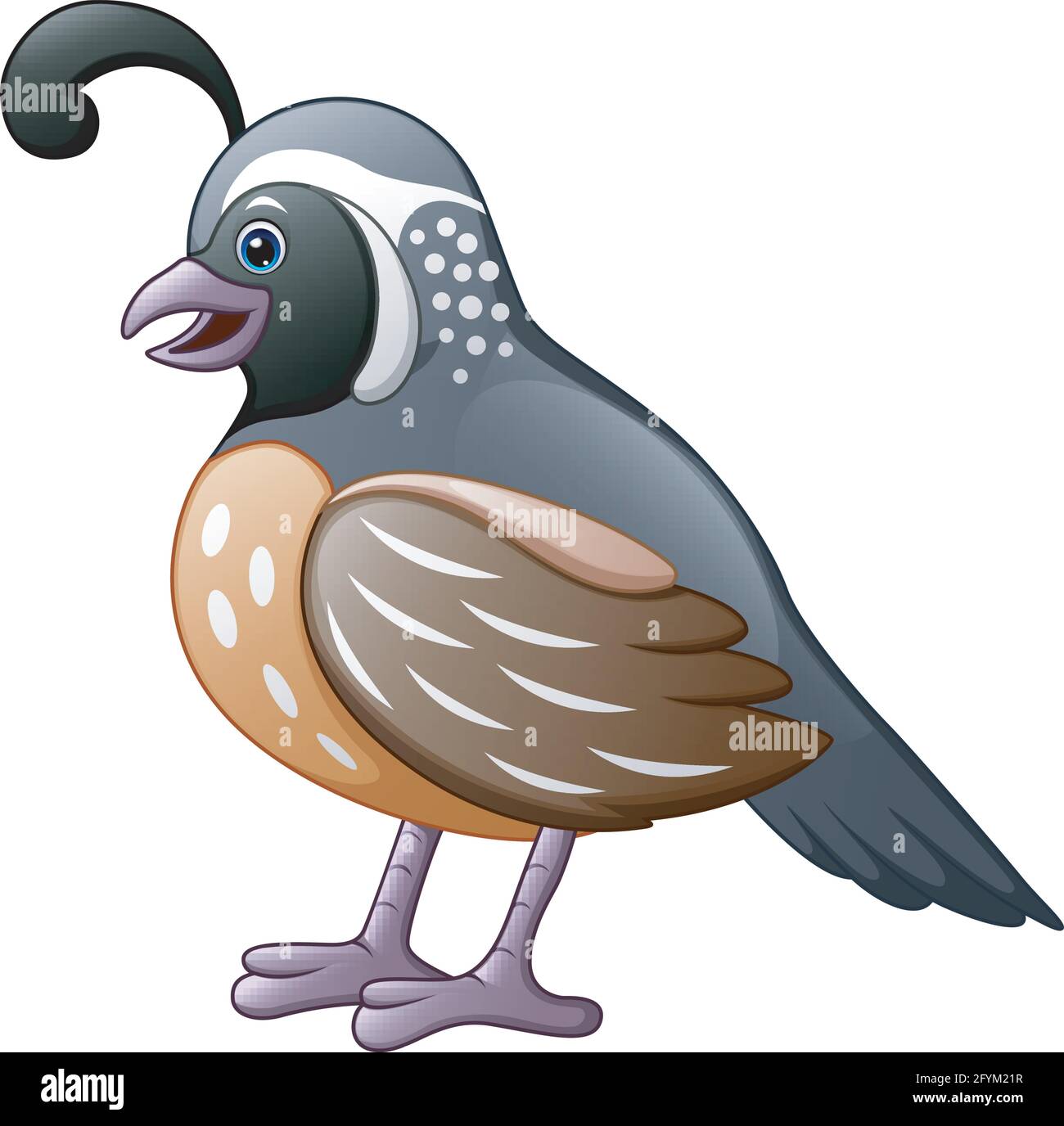 Cute quail bird cartoon isolated on white background Stock Vector Image ...