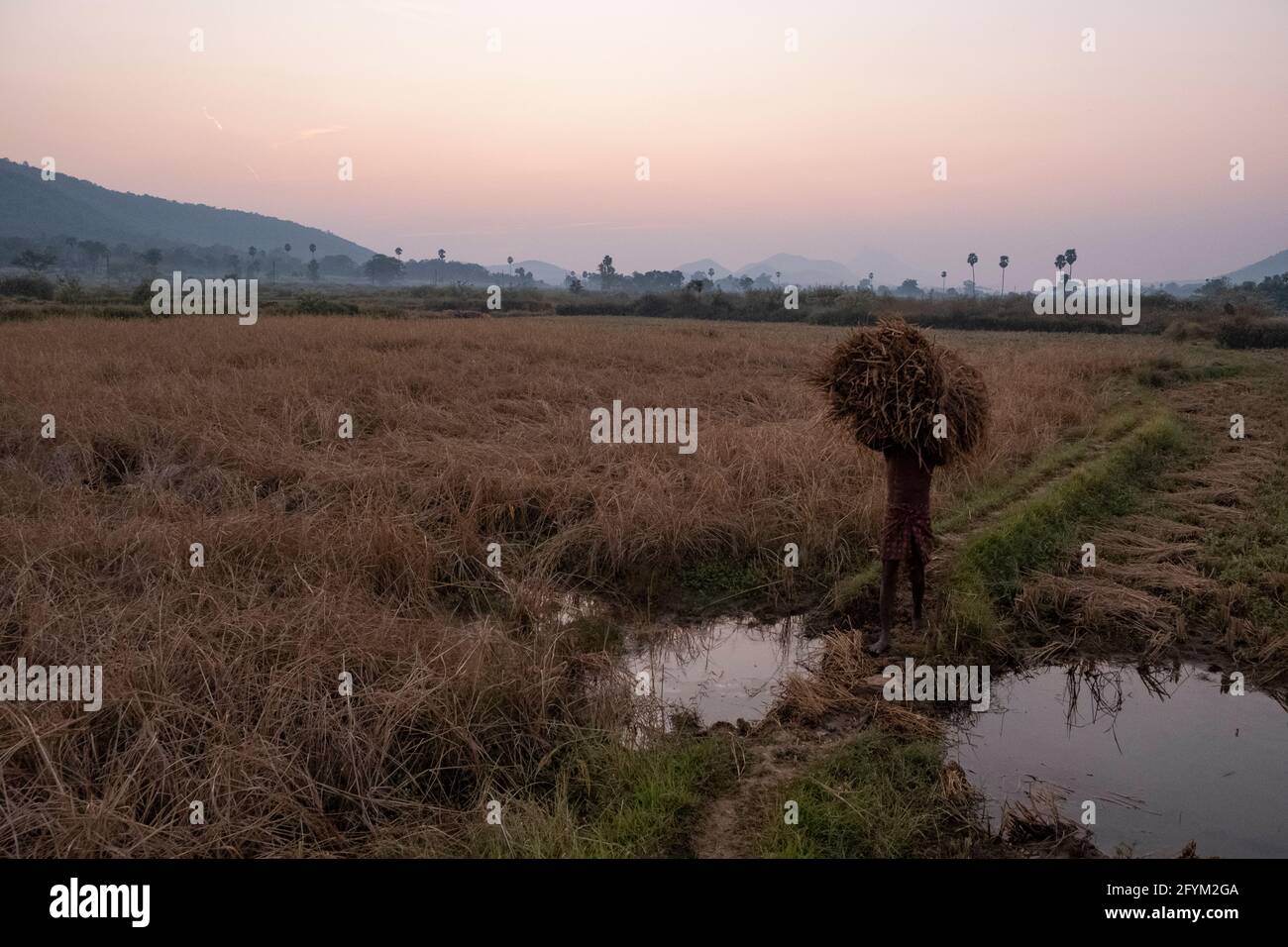 A farmer carries a stack of rice crops after harvest. Heading home ...