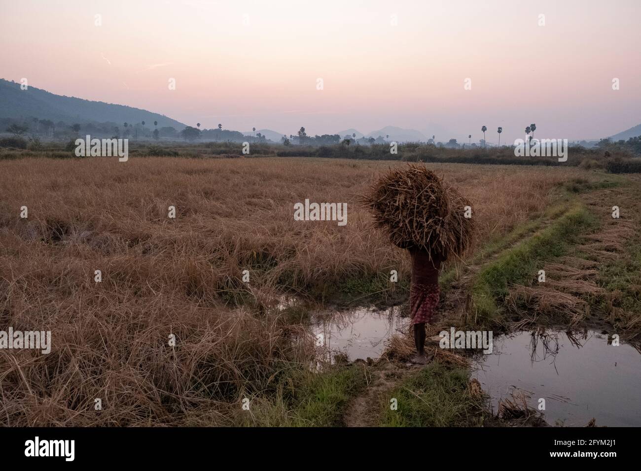 A farmer carries a stack of rice crops after harvest. Heading home ...
