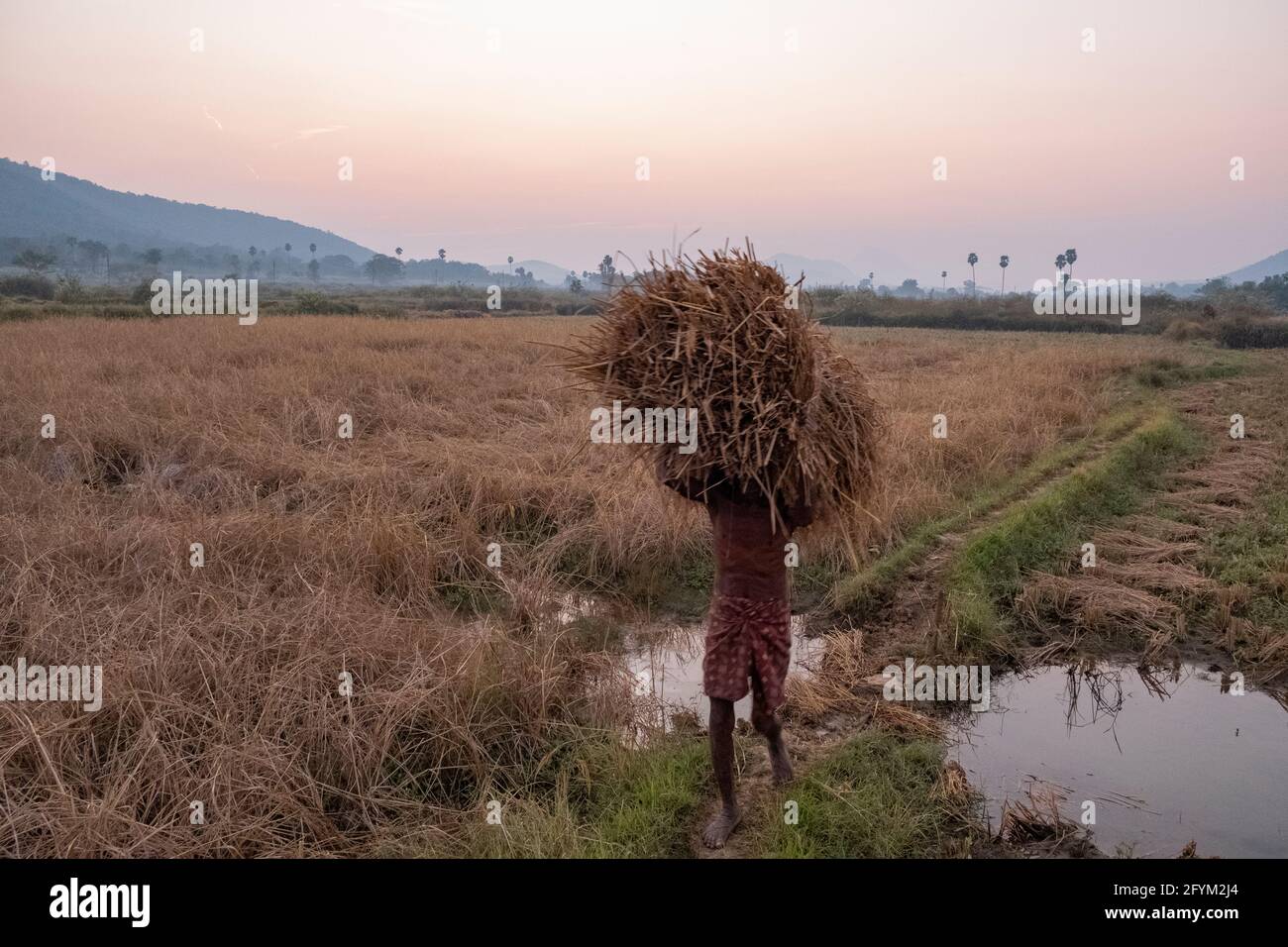 A farmer carries a stack of rice crops after harvest. Heading home ...