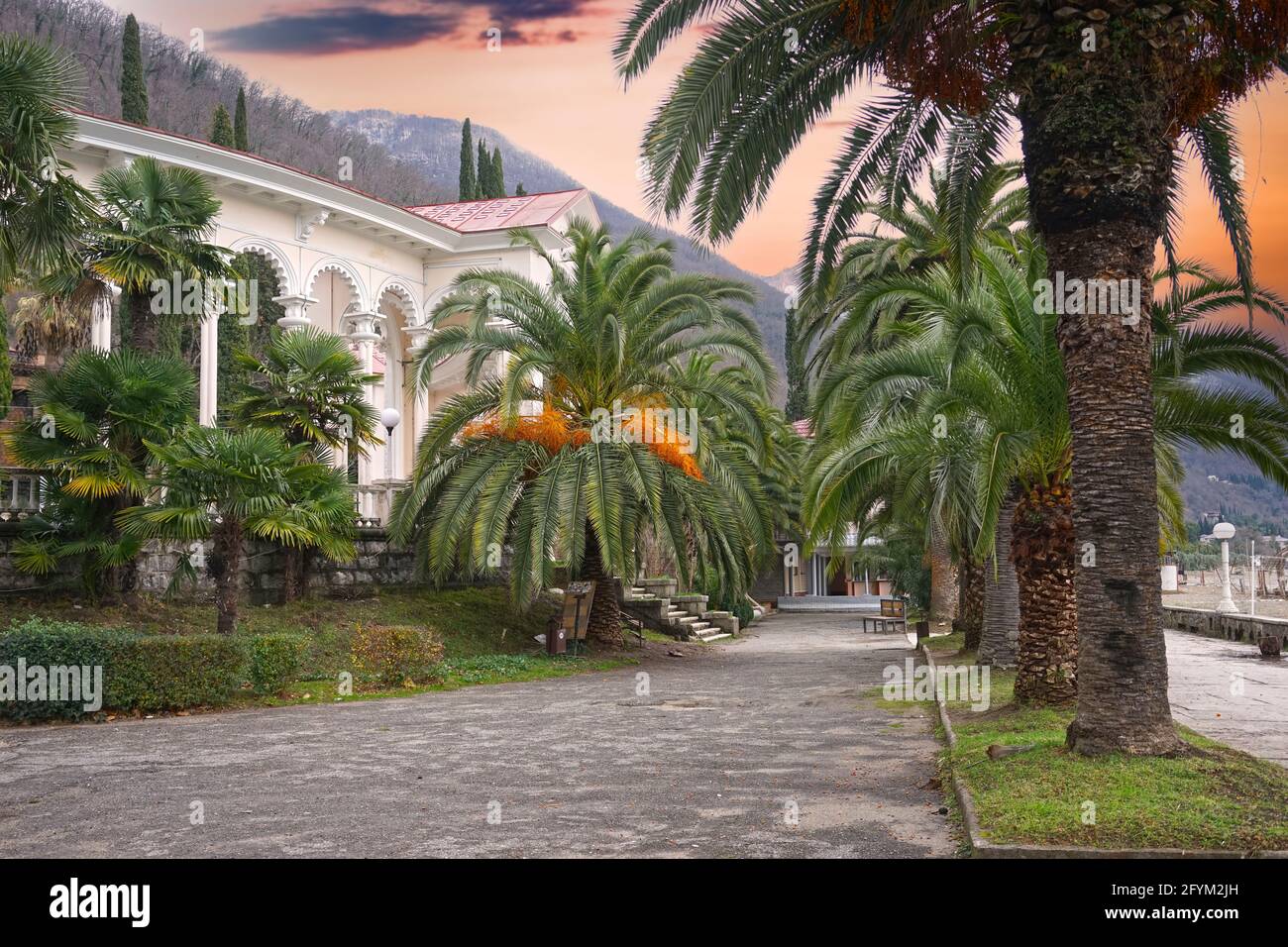 Palm alley on the Gagra embankment in Abkhazia Stock Photo - Alamy
