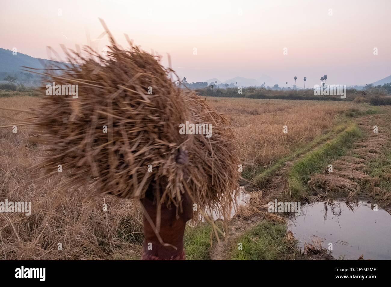 A farmer carries a stack of rice crops after harvest. Heading home ...