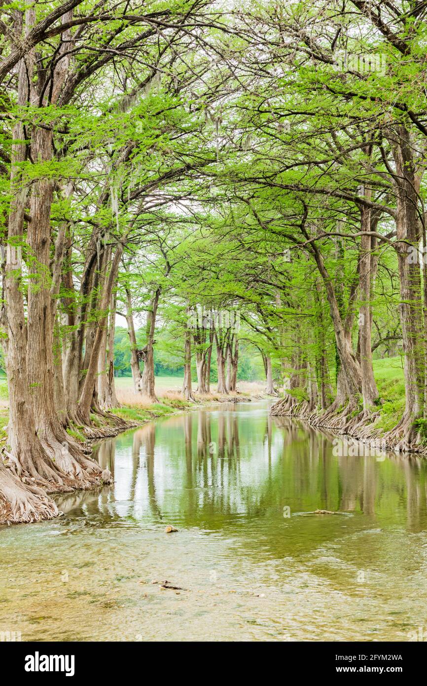Waring, Texas, USA. Trees along the Guadalupe River in the Texas hill ...