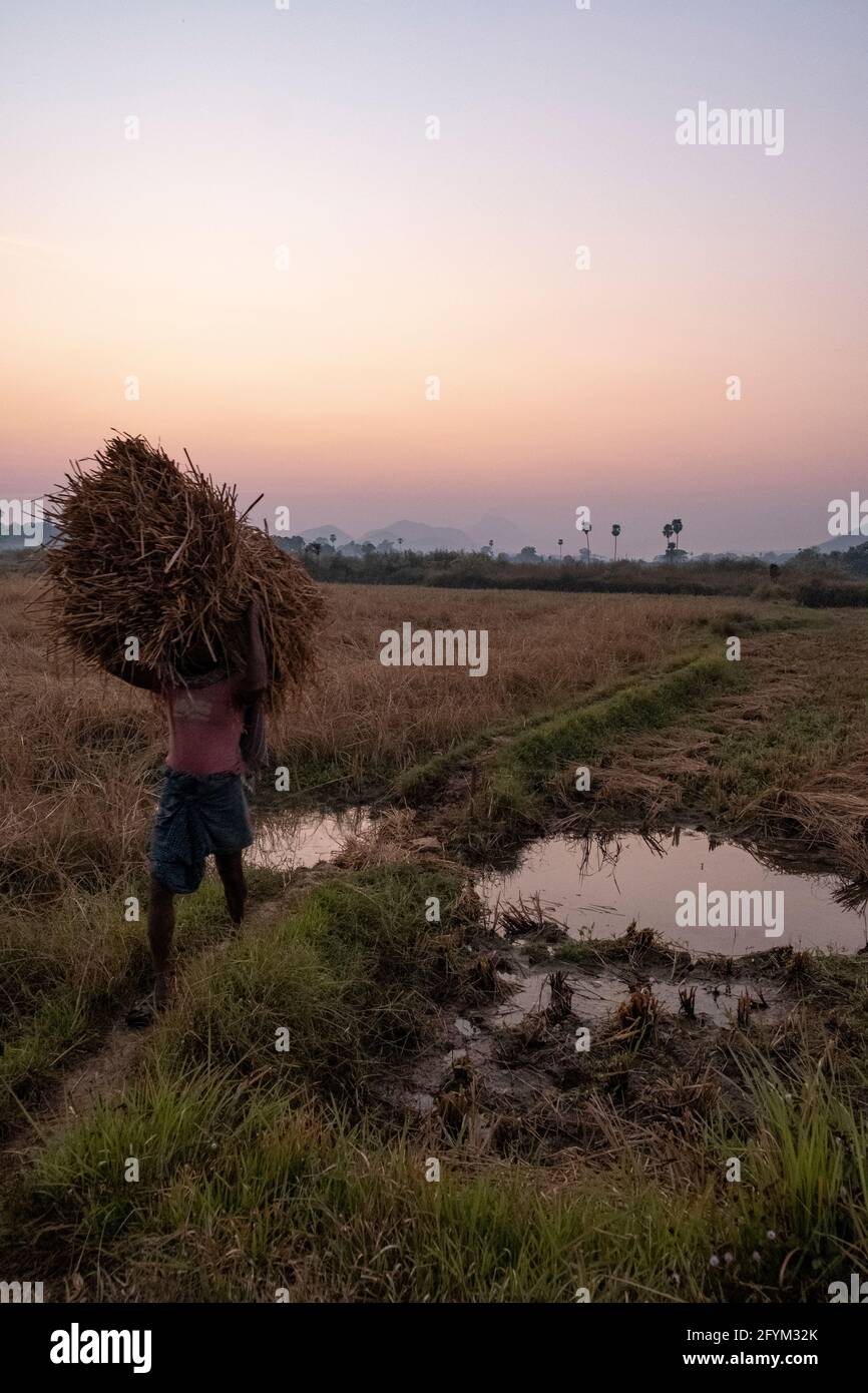 A farmer carries a stack of rice crops after harvest. Heading home ...