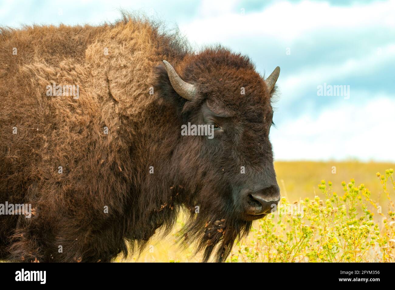 Bison, Custer State Park, South Dakota, USA Stock Photo - Alamy