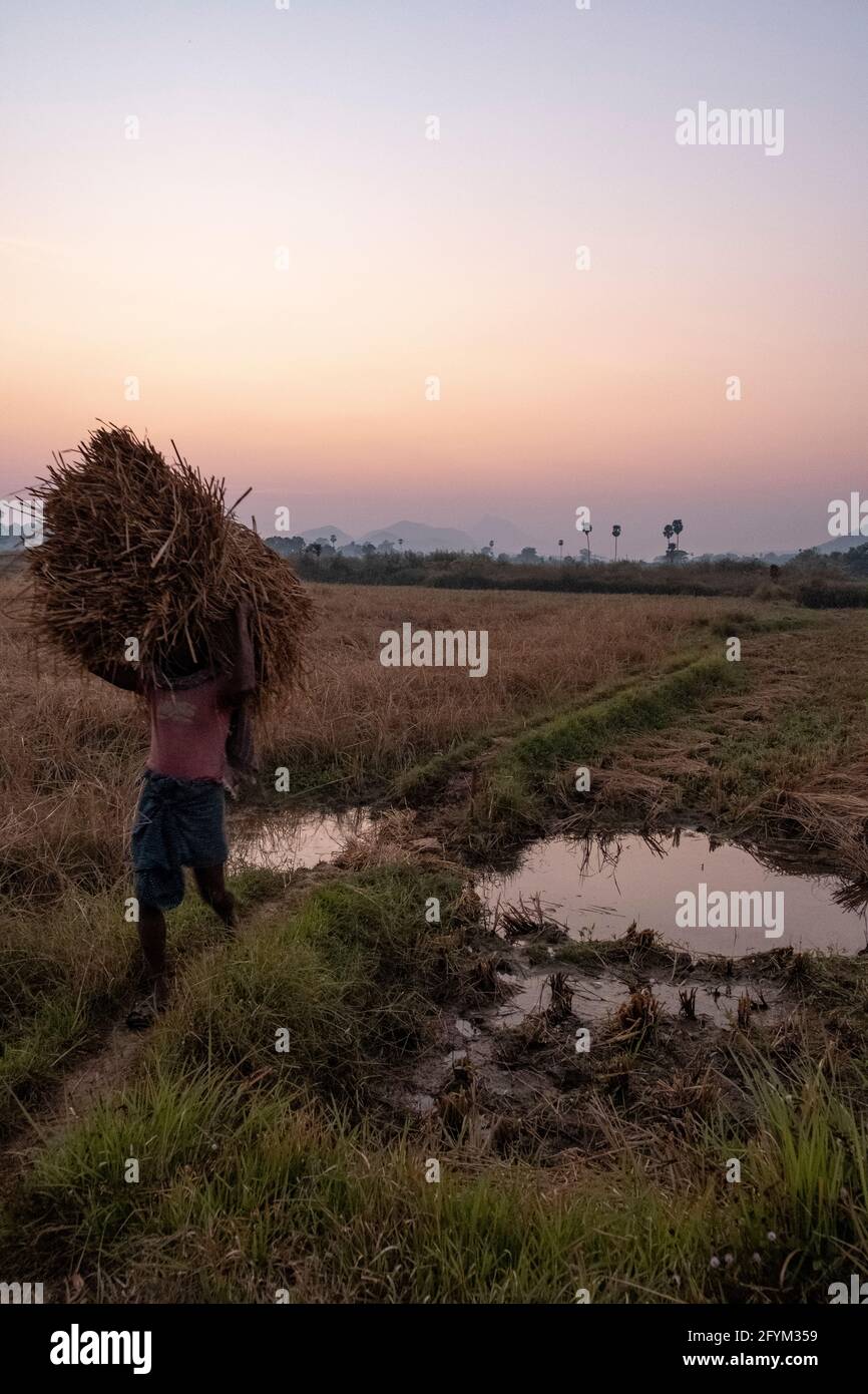 A farmer carries a stack of rice crops after harvest. Heading home ...