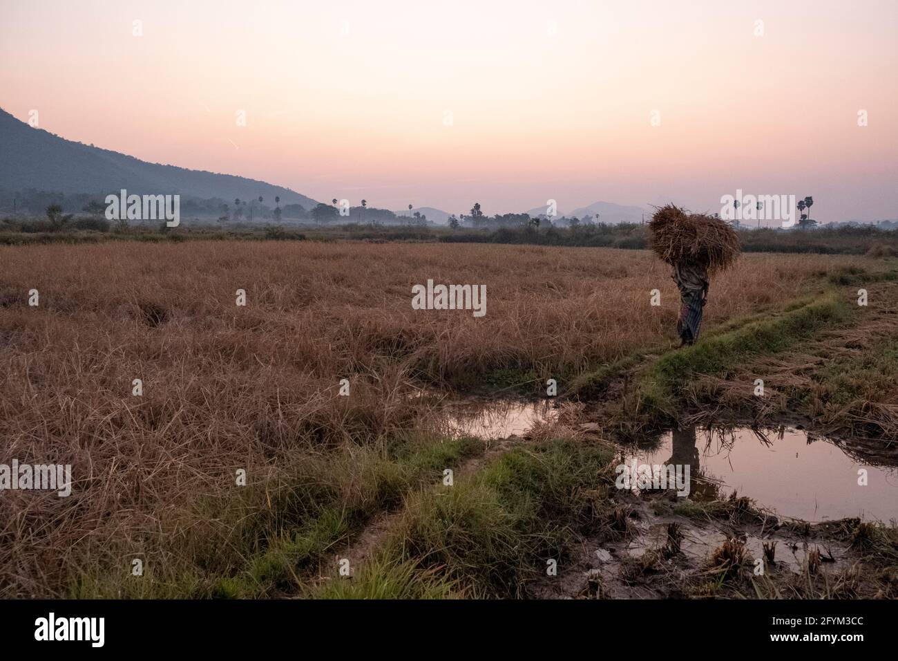 A farmer carries a stack of rice crops after harvest. Heading home ...