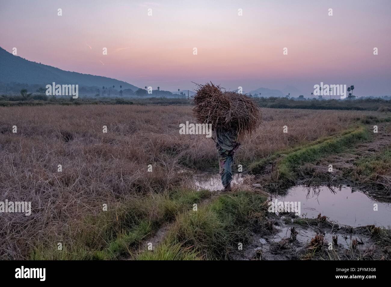 A farmer carries a stack of rice crops after harvest. Heading home ...
