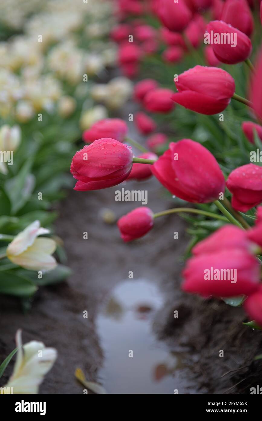Bending toward the light Stock Photo - Alamy
