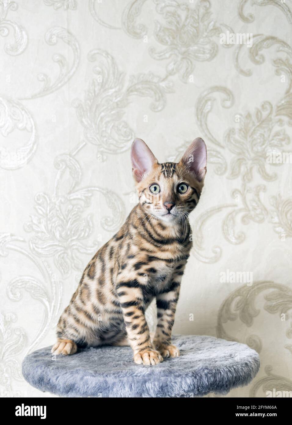 A young Bengal kitten sits on a round table and looks into the camera ...