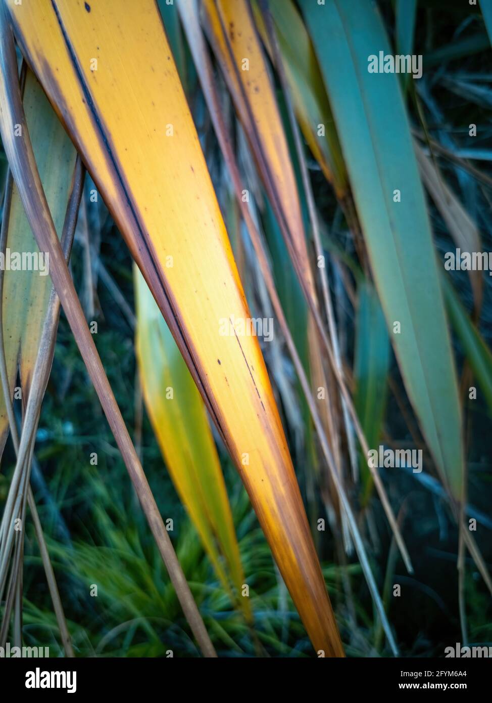 flax plant suffering from flax yellow leaf disease in New Zealan Stock ...