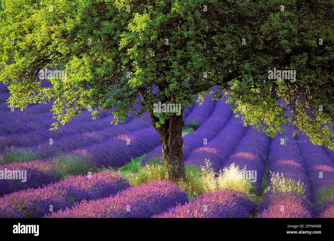 FRANCE. VAUCLUSE (84) SAULT PLATEAU. AN APPLE TREE IN THE HEART OF A ...