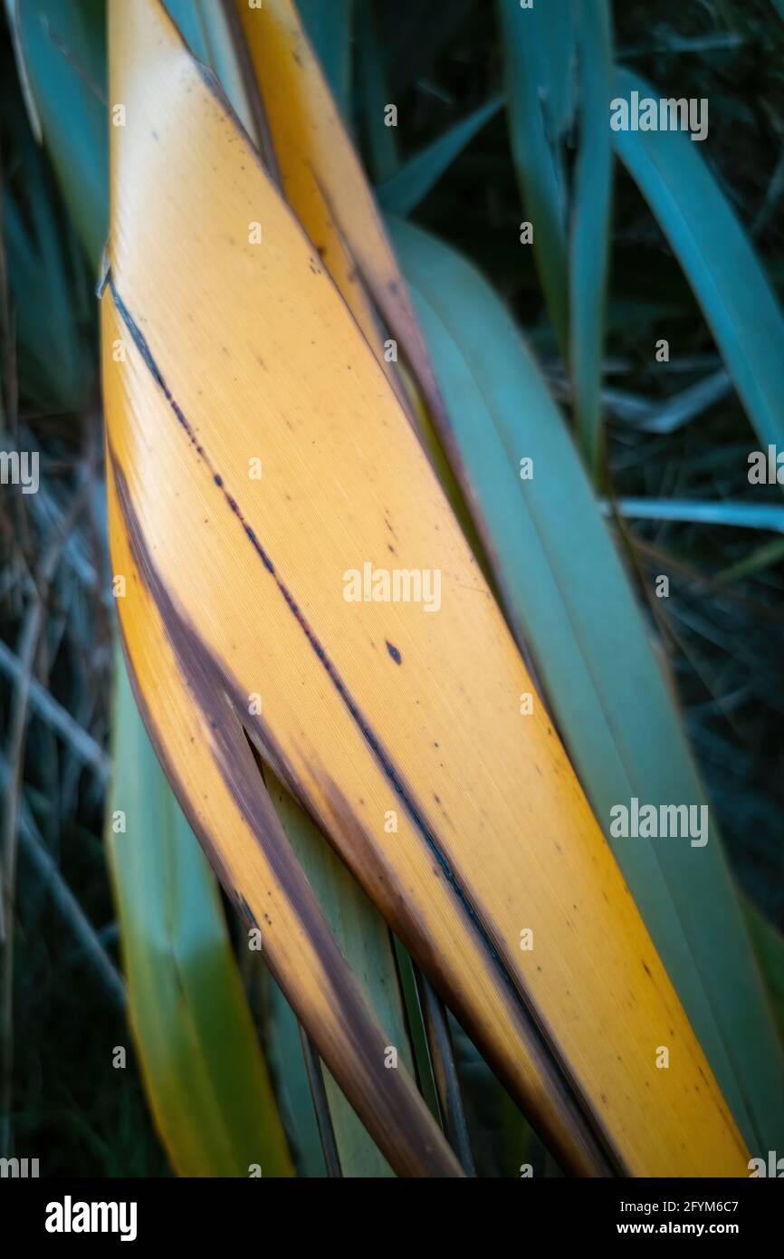 flax plant suffering from flax yellow leaf disease in New Zealan Stock ...
