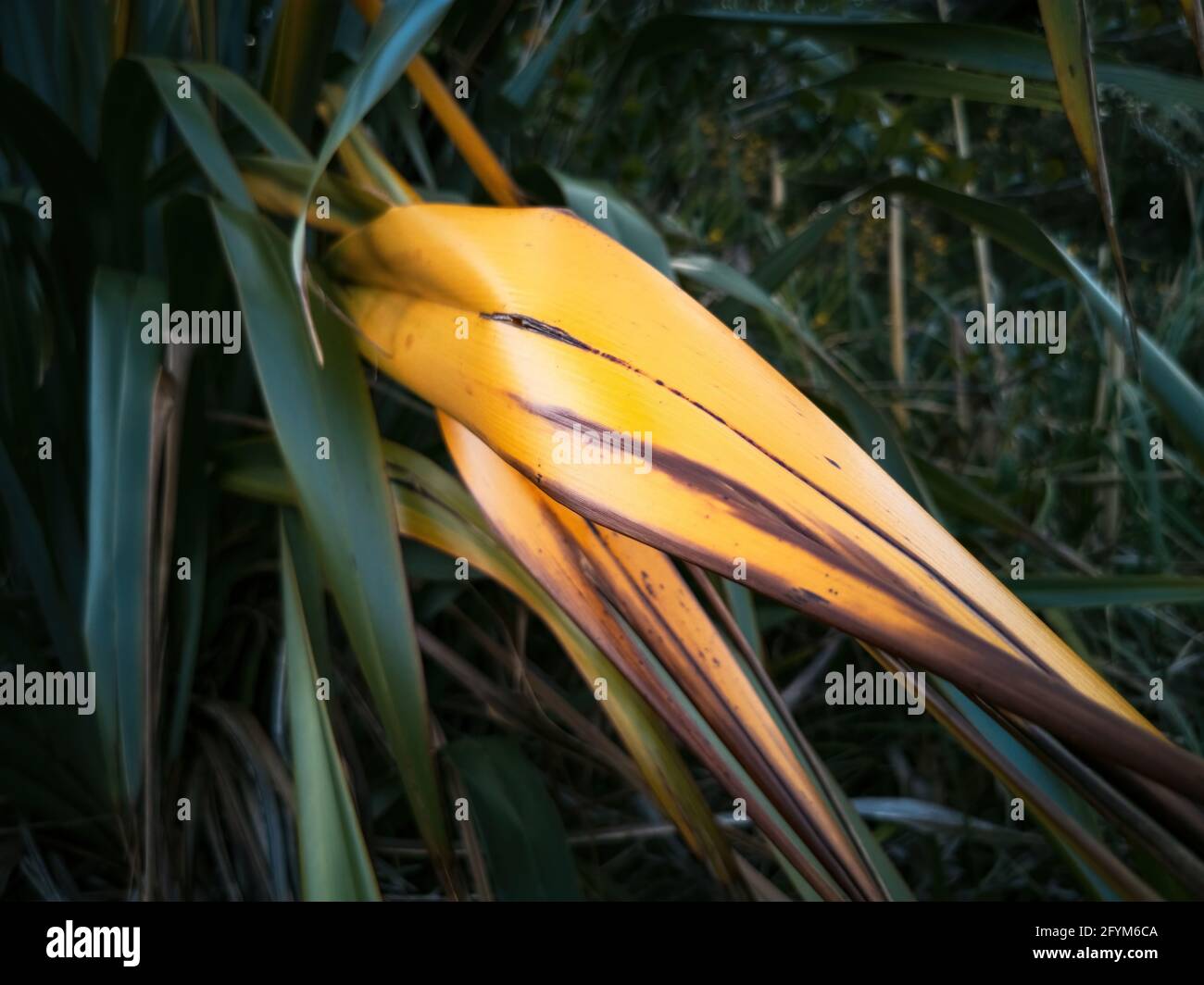 flax plant suffering from flax yellow leaf disease in New Zealan Stock ...