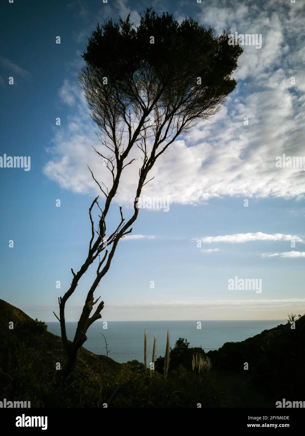 manuka trees on coastal hill side Stock Photo - Alamy