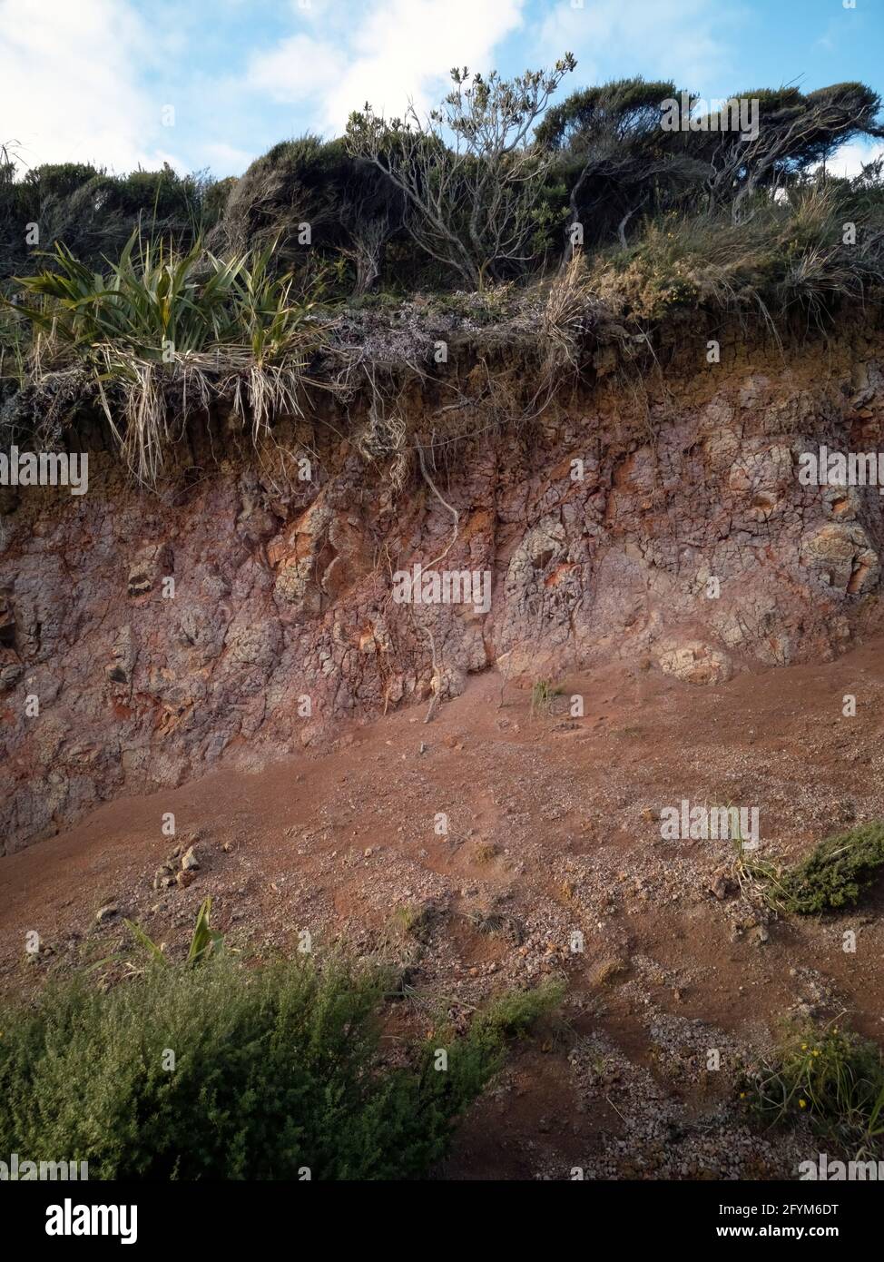 clay cliff edge with small Manuka trees Stock Photo - Alamy