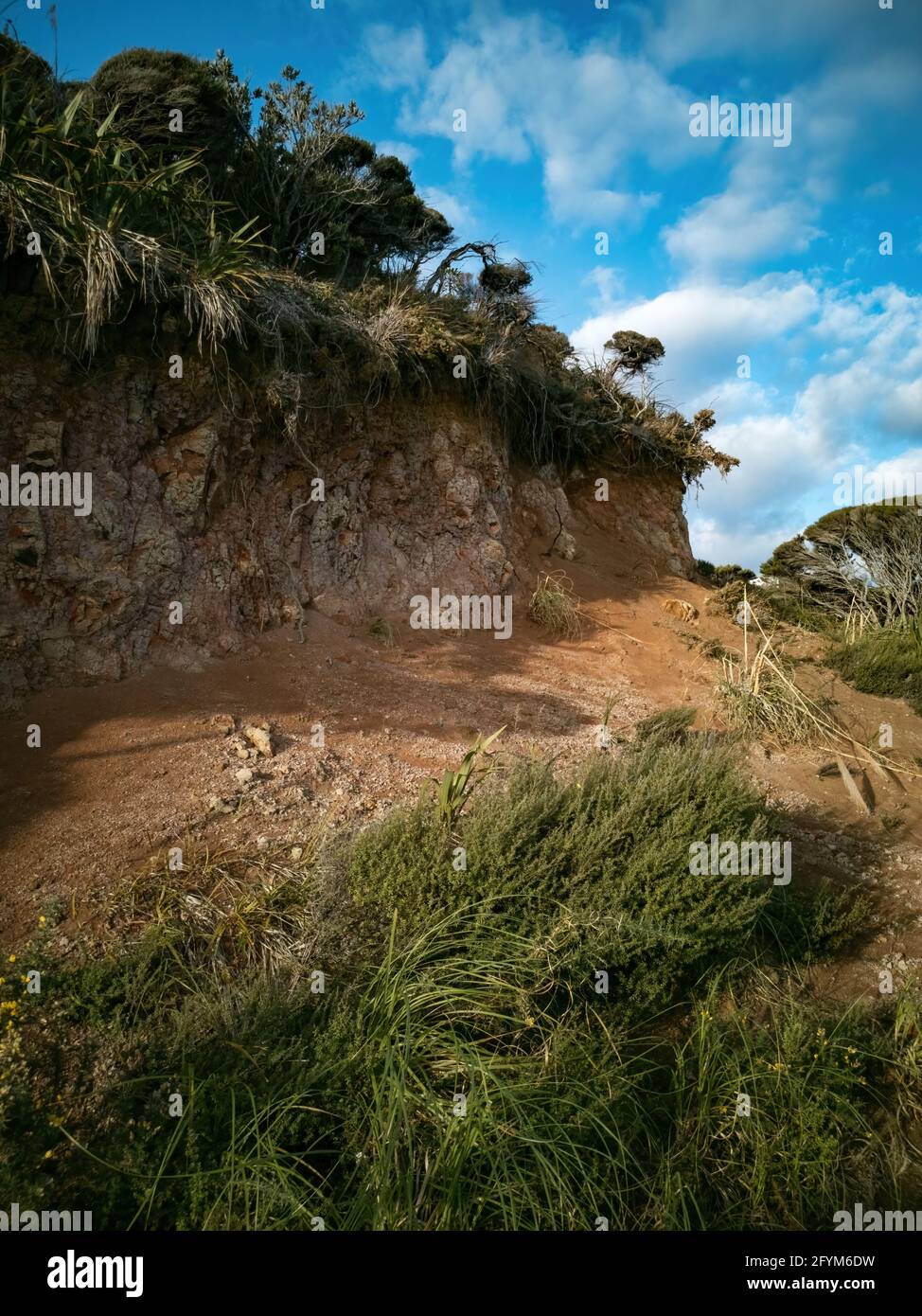 clay cliff edge with small Manuka trees Stock Photo - Alamy