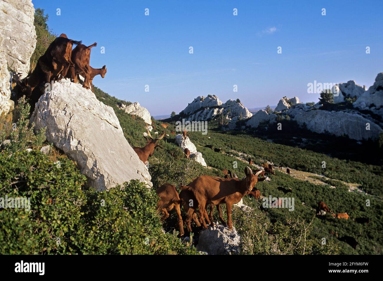 Rove goat hi-res stock photography and images - Alamy