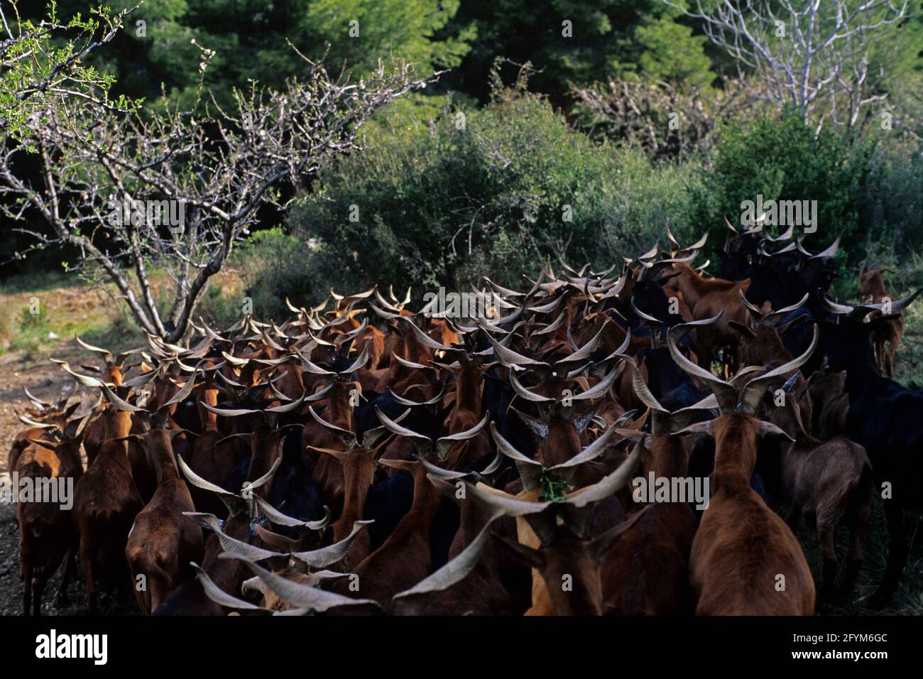 Rove goat hi-res stock photography and images - Alamy