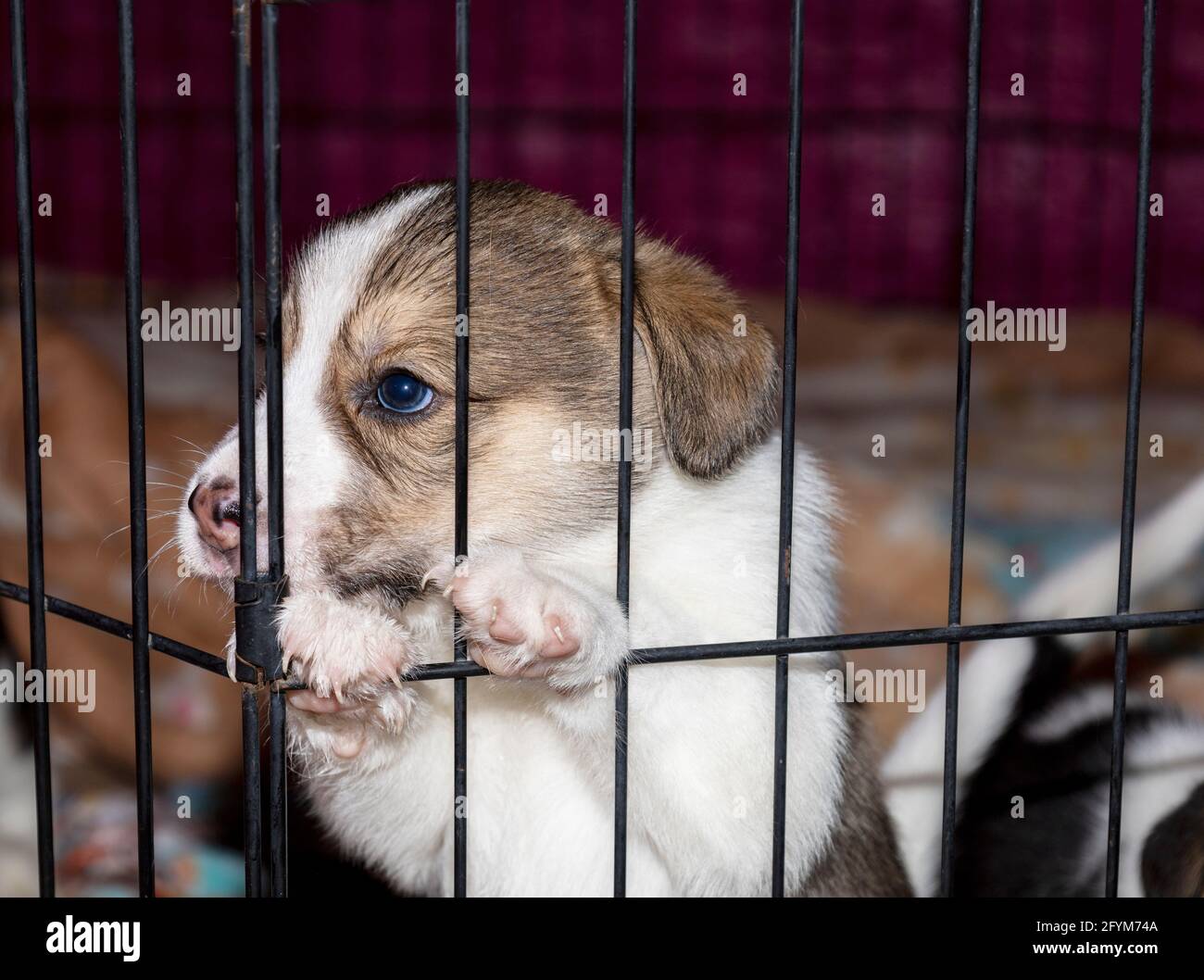 A cute 3 week old Beagle puppy behind a fence Stock Photo - Alamy