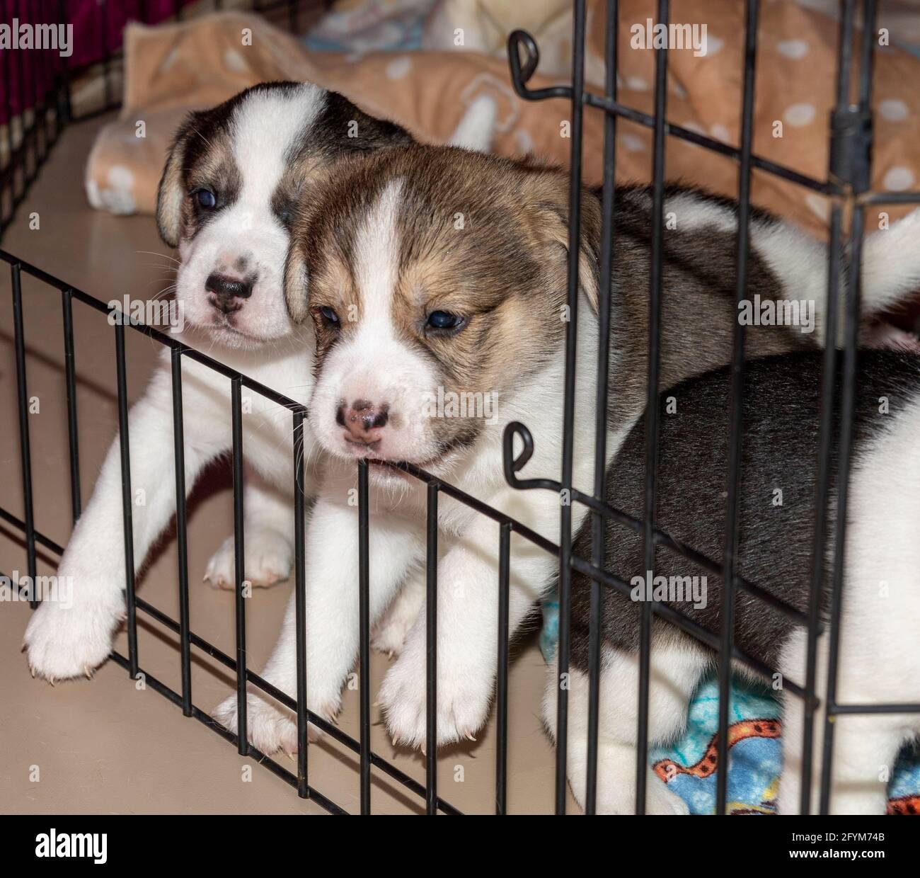 Can Puppies See At 3 Weeks Old