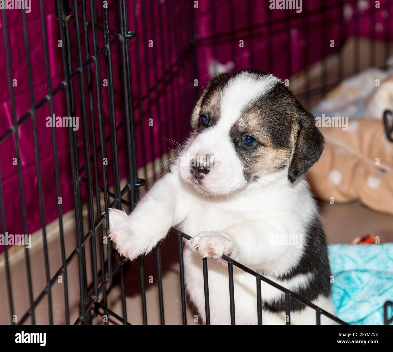 A cute 3 week old Beagle puppy behind a fence playing with a mans hand ...