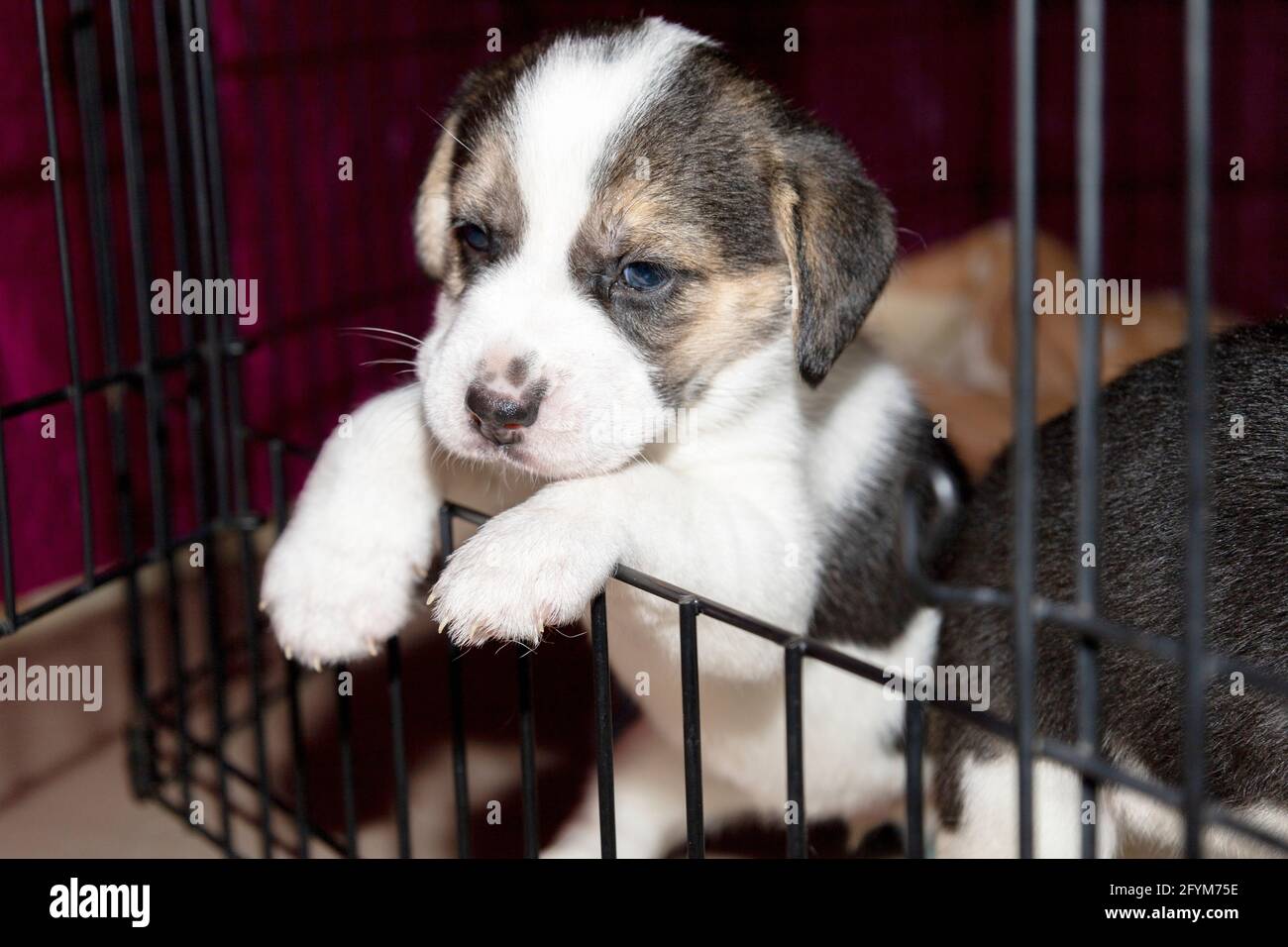 Puppy cartoon character hi-res stock photography and images - Alamy