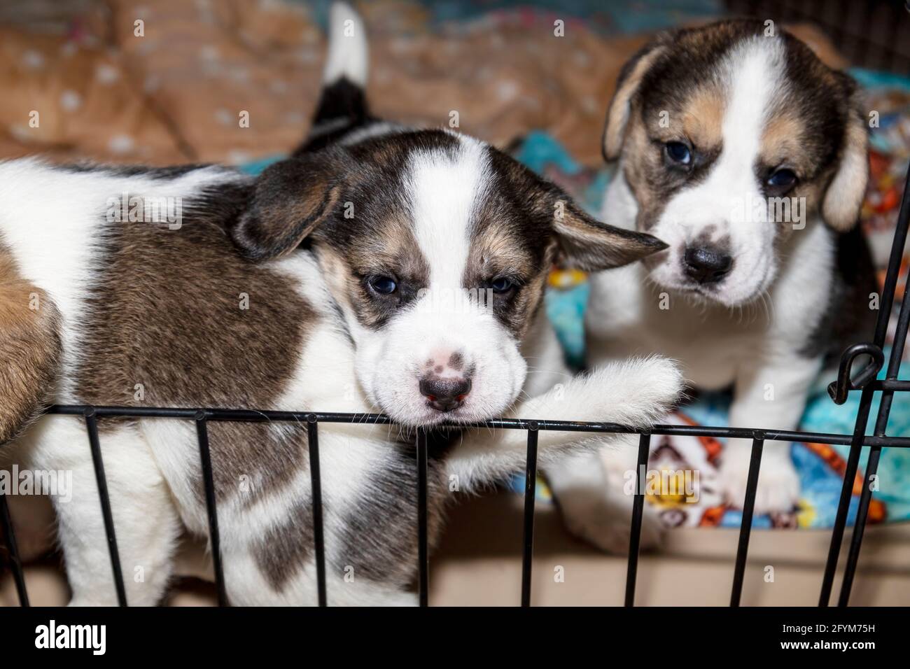 Two cute 3 week old Beagle puppies behind a fence Stock Photo - Alamy