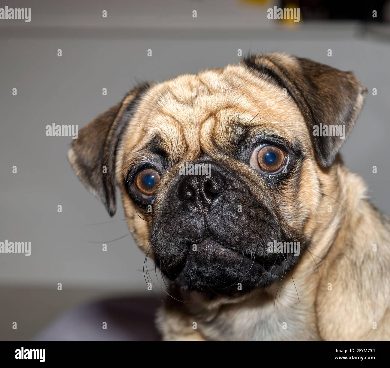 A very cute pug looks at the camera in confusion Stock Photo - Alamy