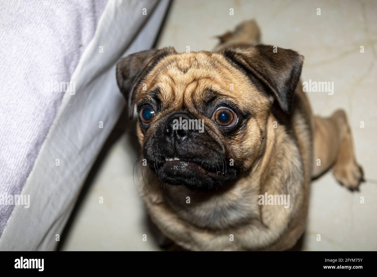 A very cute pug looks at the camera in confusion Stock Photo - Alamy
