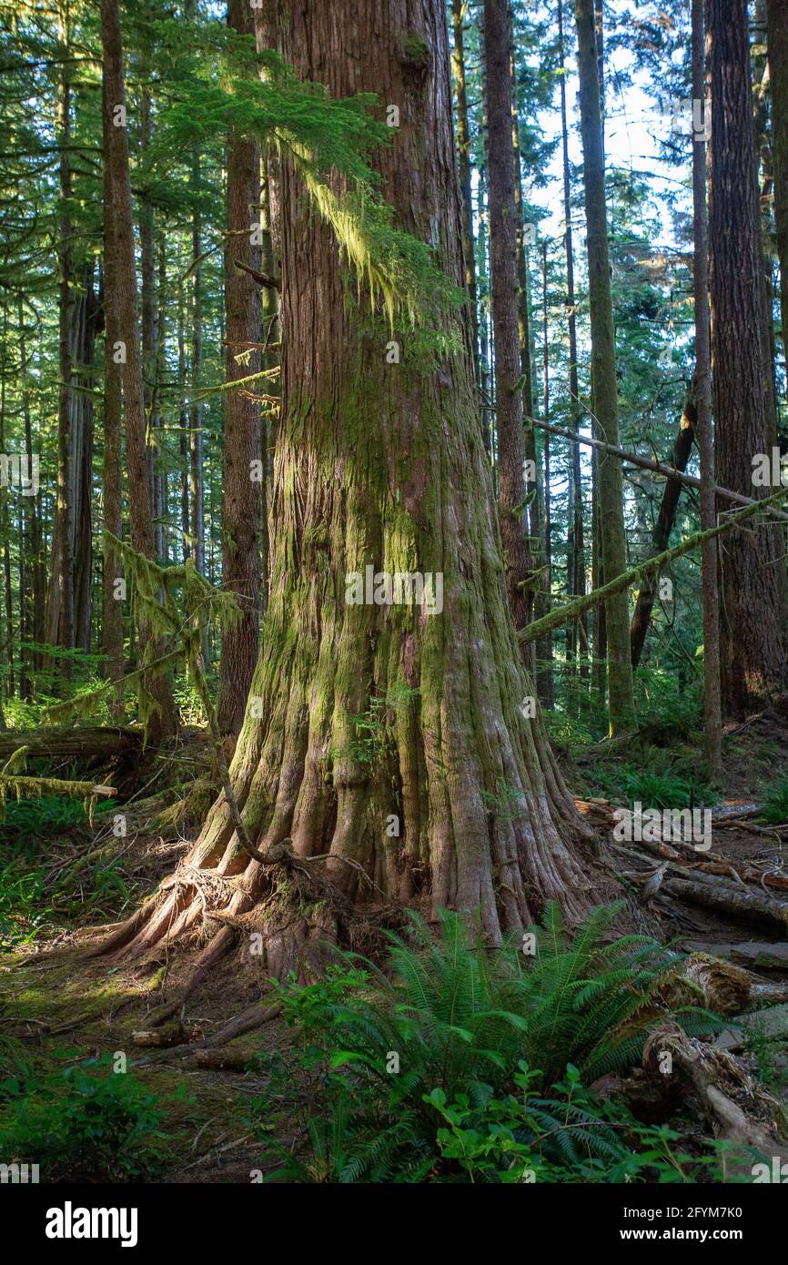 Avatar grove vancouver island hi-res stock photography and images - Alamy