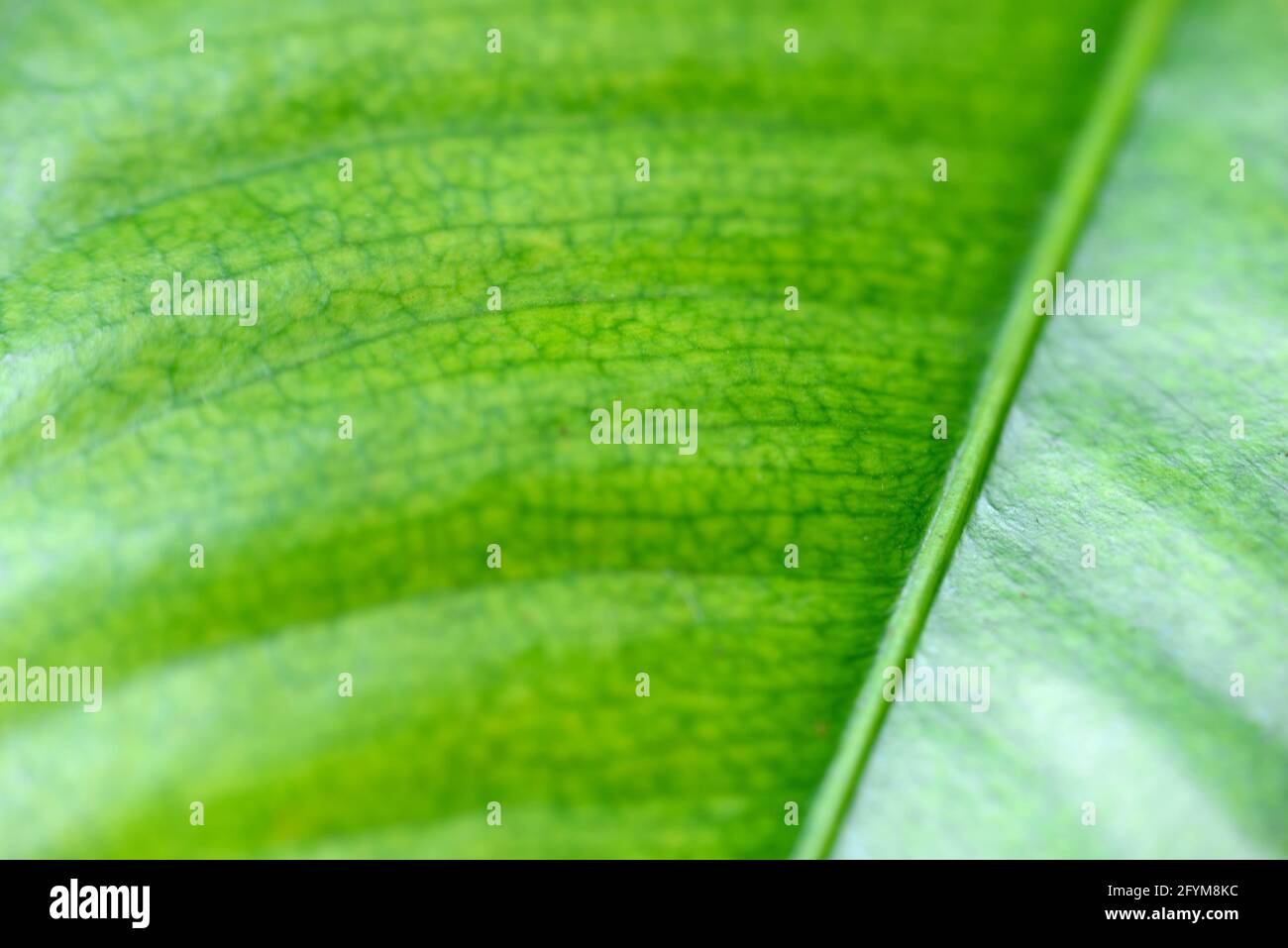 mango leaf texture in close up photos, macro photos, focus selection ...