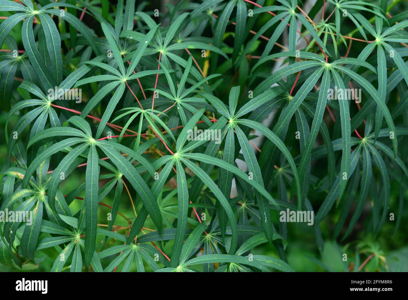 Cassava leaves with a unique pattern in the garden with direct sunlight ...