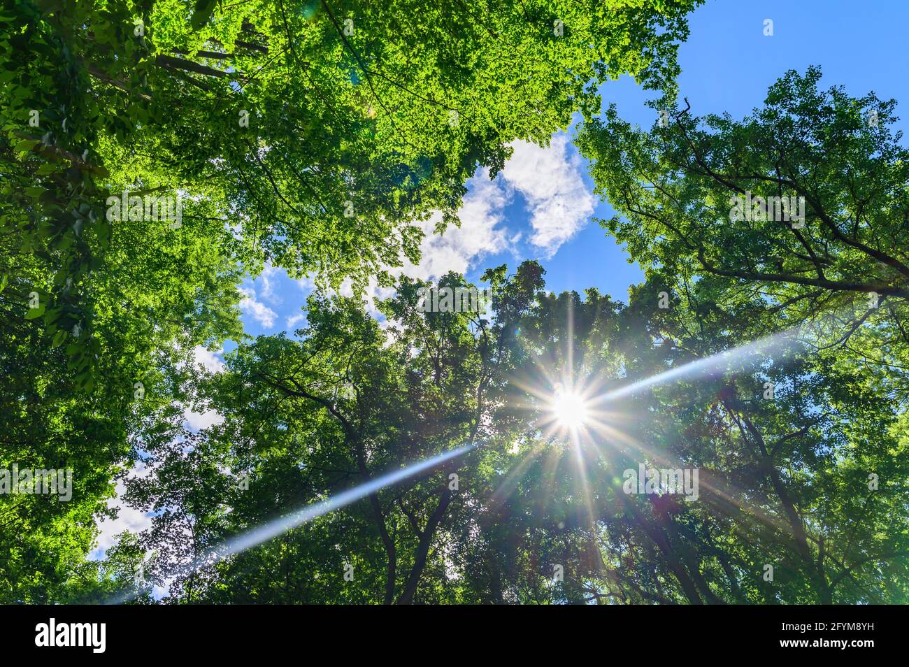 treetop view in a riverside forest in the austrian national park ...