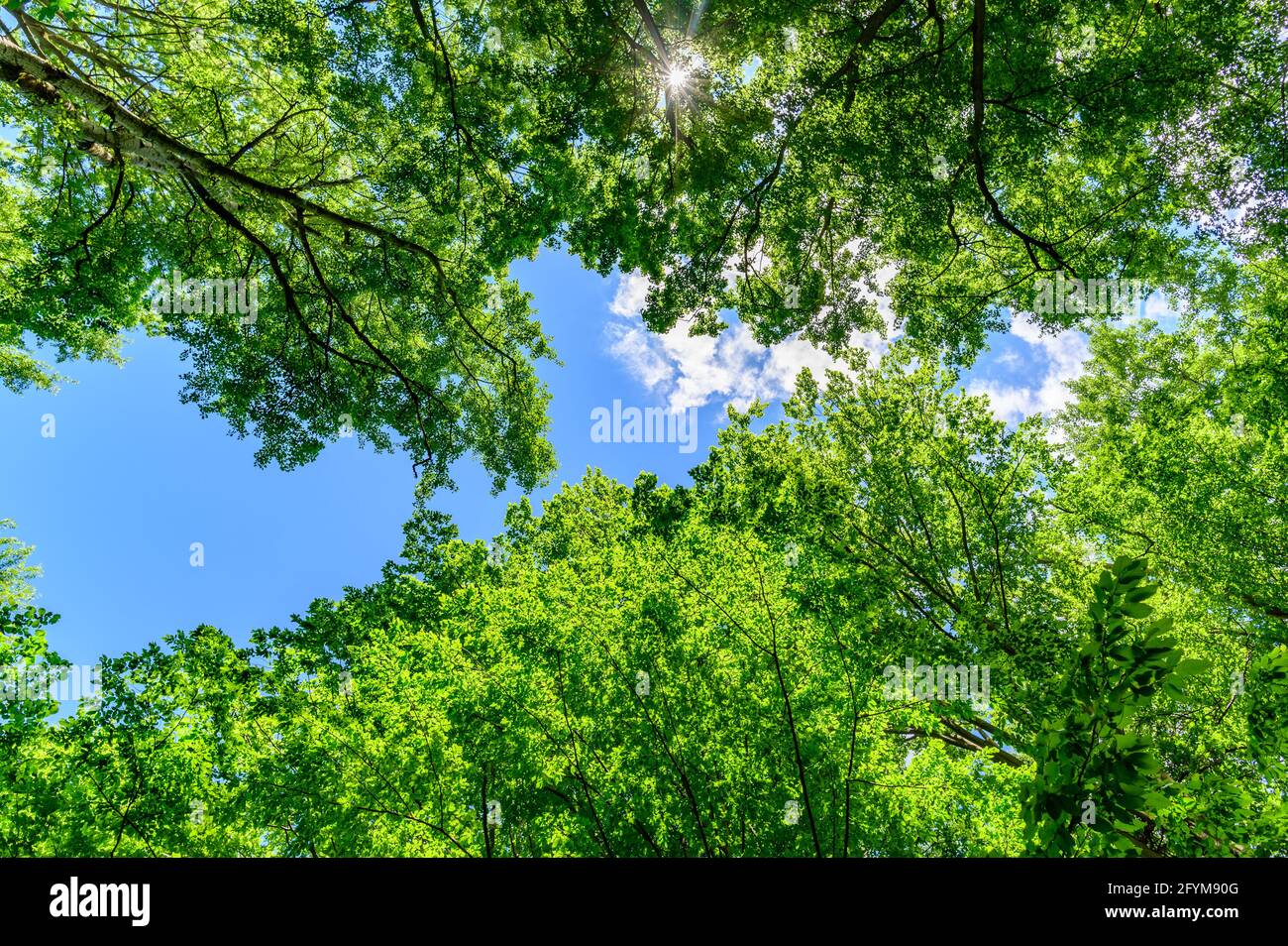 treetop view in a riverside forest in the austrian national park ...