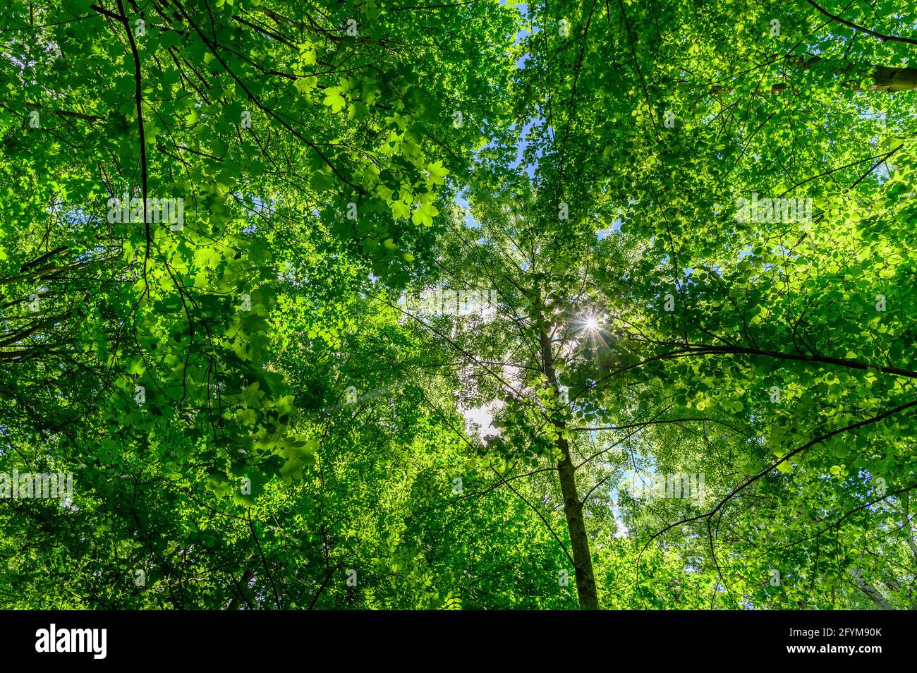 treetop view in a riverside forest in the austrian national park ...