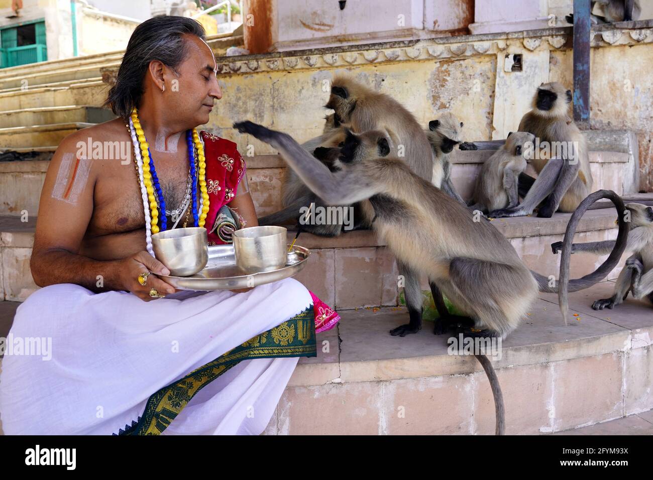 A Hindu Priest playing with Langur Monkey after the performs morning ...