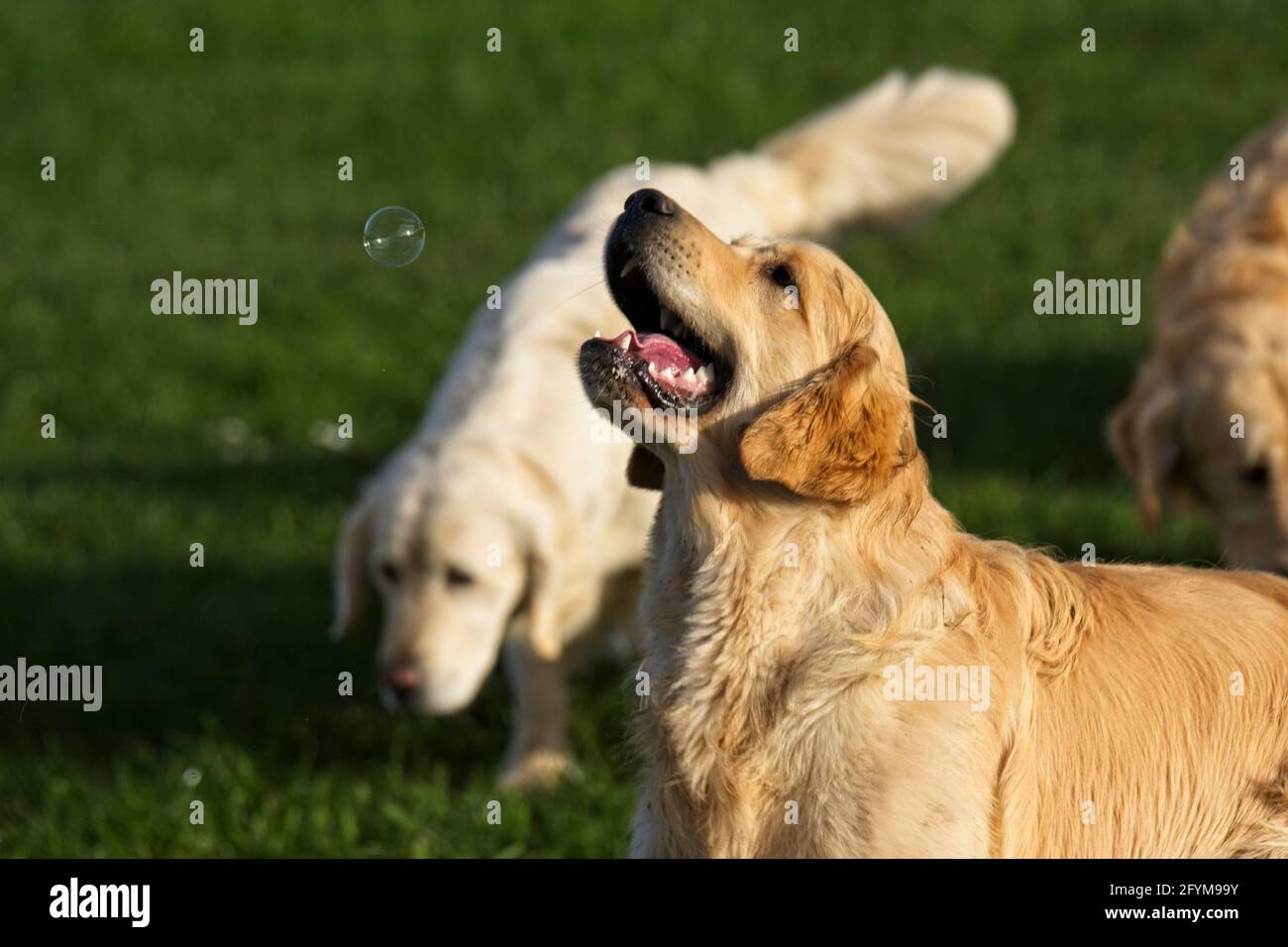 Golden retrievers playing outside in their natural environment on grass ...