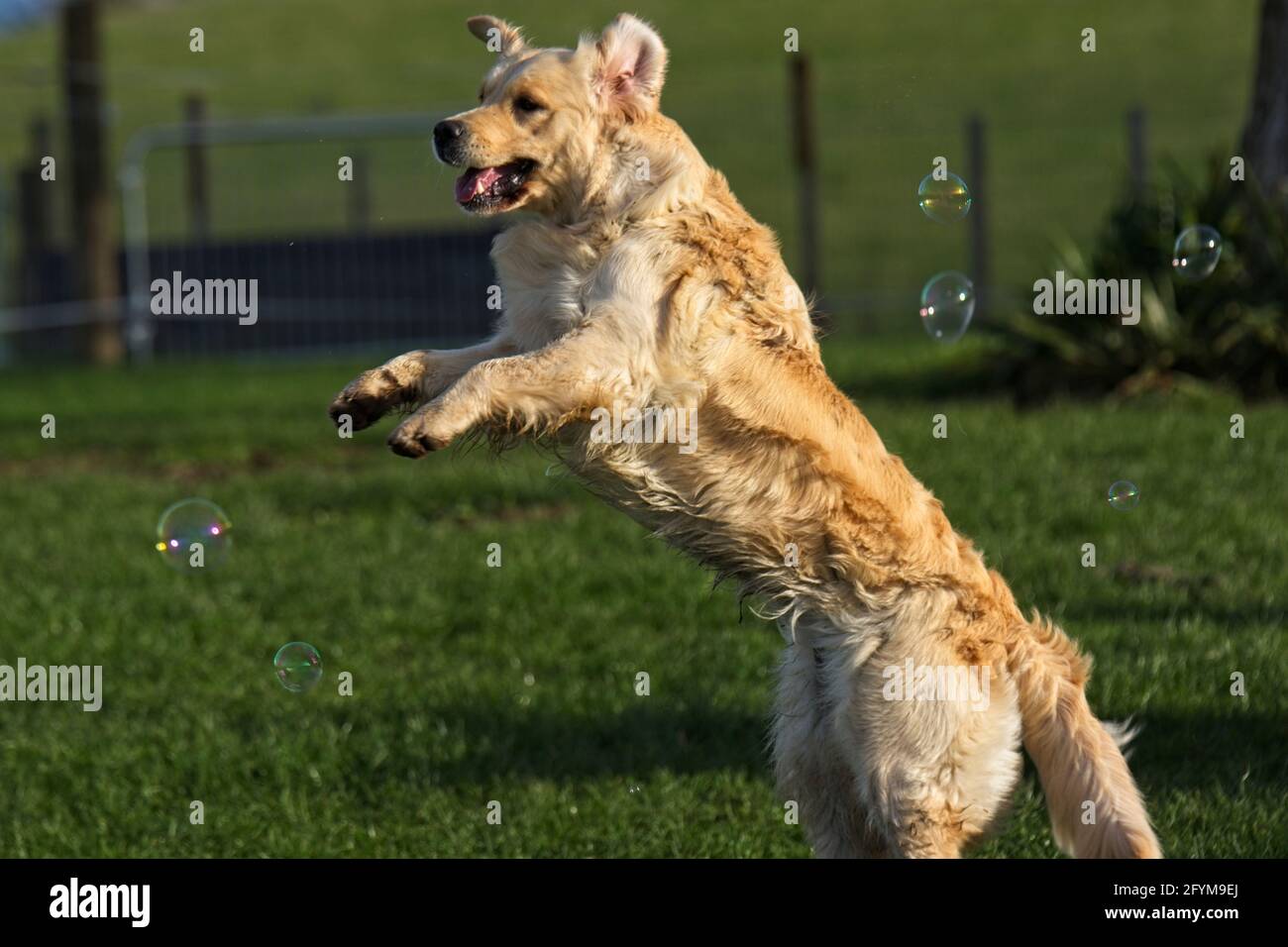 Pure play hi-res stock photography and images - Alamy