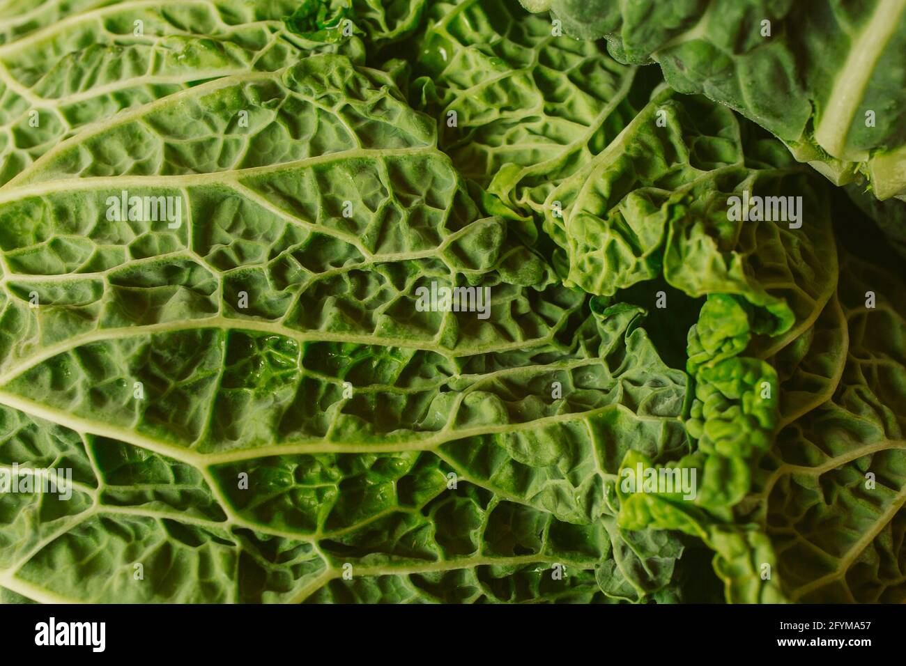 Green cabbage texture and background for design. Organic pattern and ...